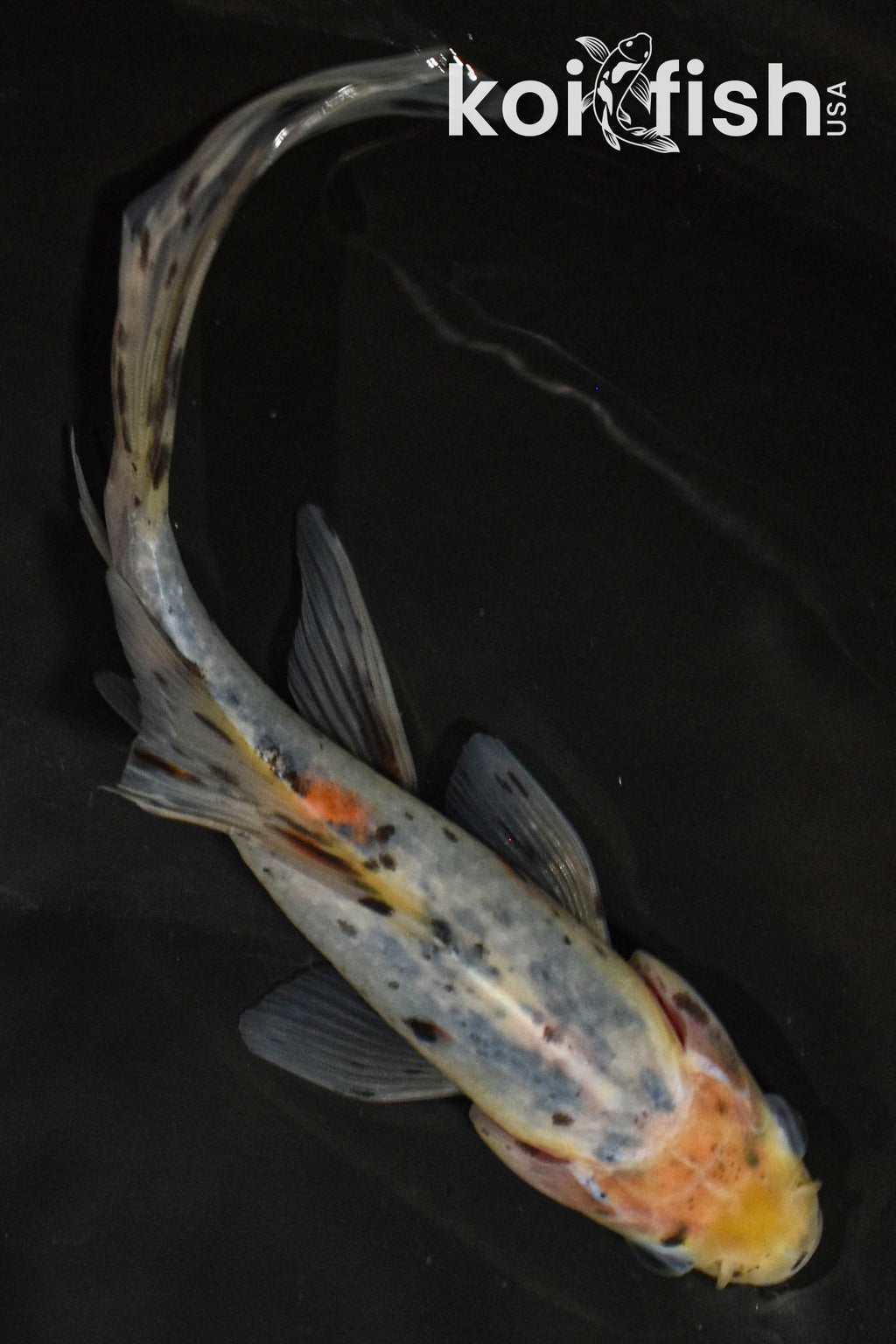 Purchase Live Goldfish for Sale Online | Koi Fish USA – Page 4