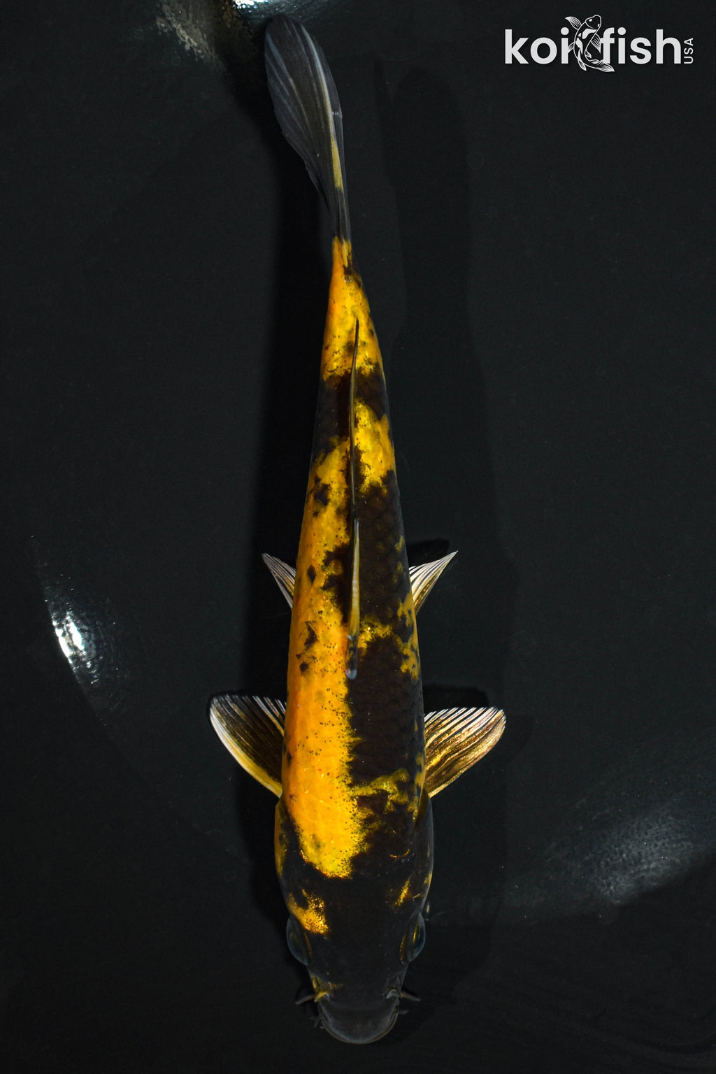 Shop Standard Fin Koi Fish for Sale Online | Koi Fish USA – Page 2