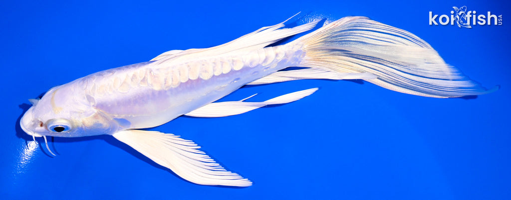 7.75" DOITSU PLATINUM OGON BUTTERFLY
