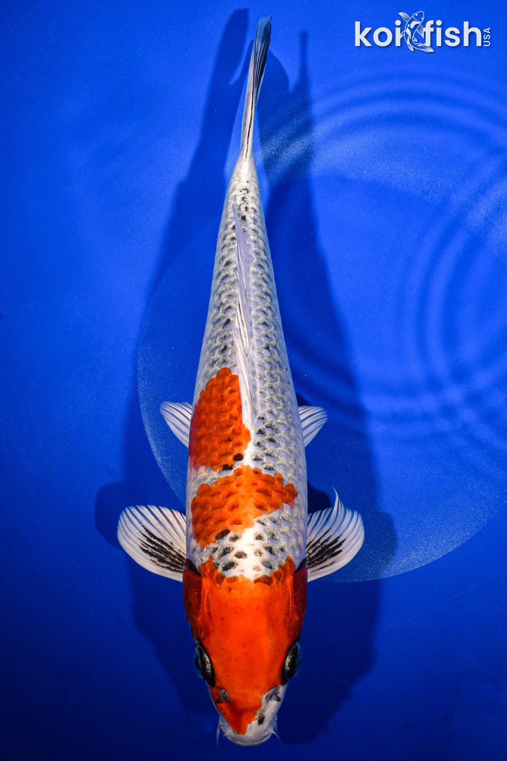 Affordable Standard Koi - Beautiful & Healthy – Tagged "Color_Red"