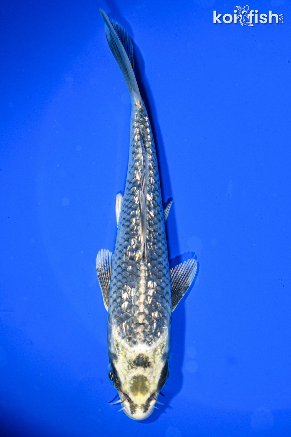 Ogon Koi Fish Collection | Metallic Single-Color Varieties – Page 2