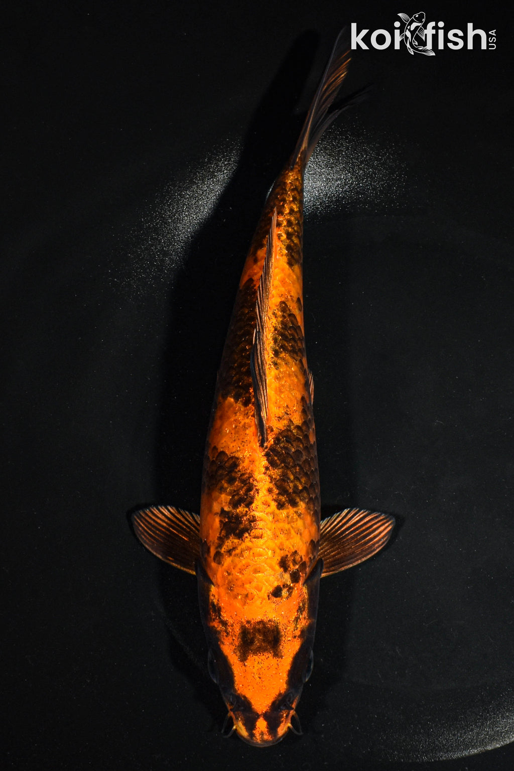 Shop Standard Fin Koi Fish for Sale Online | Koi Fish USA – Page 20