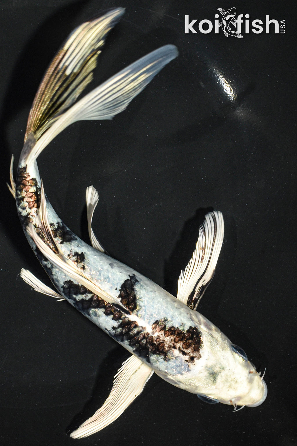 Koi Fish – Tagged "Color_Blue"