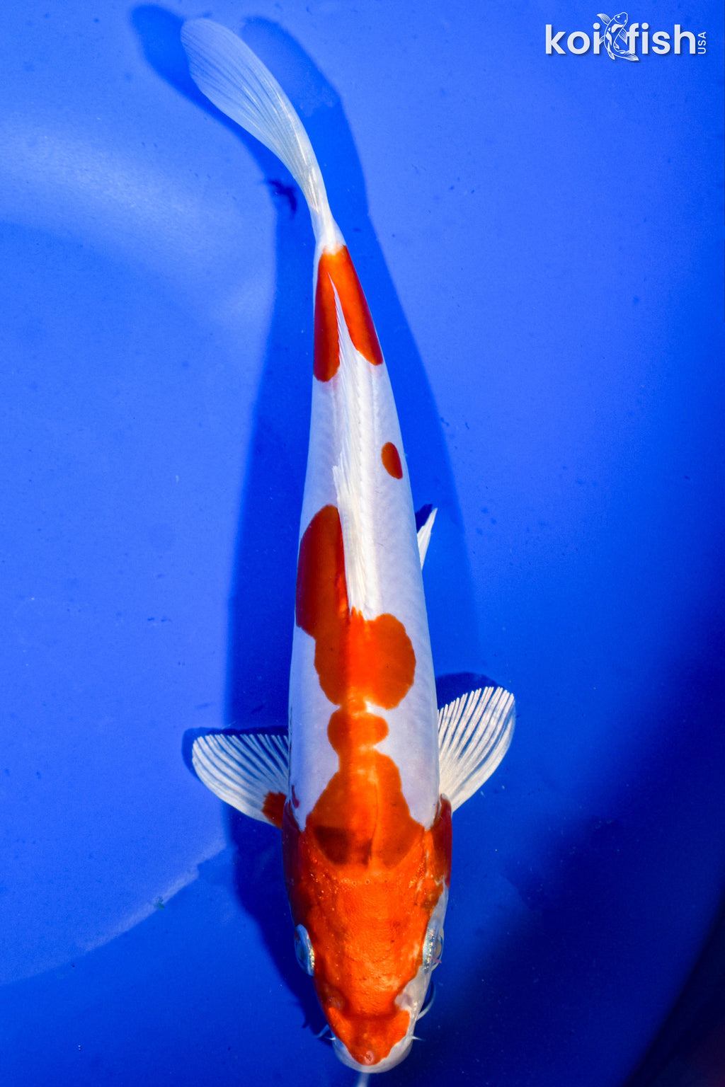 Kikusui Koi Collection - Radiant Pink and White Patterns