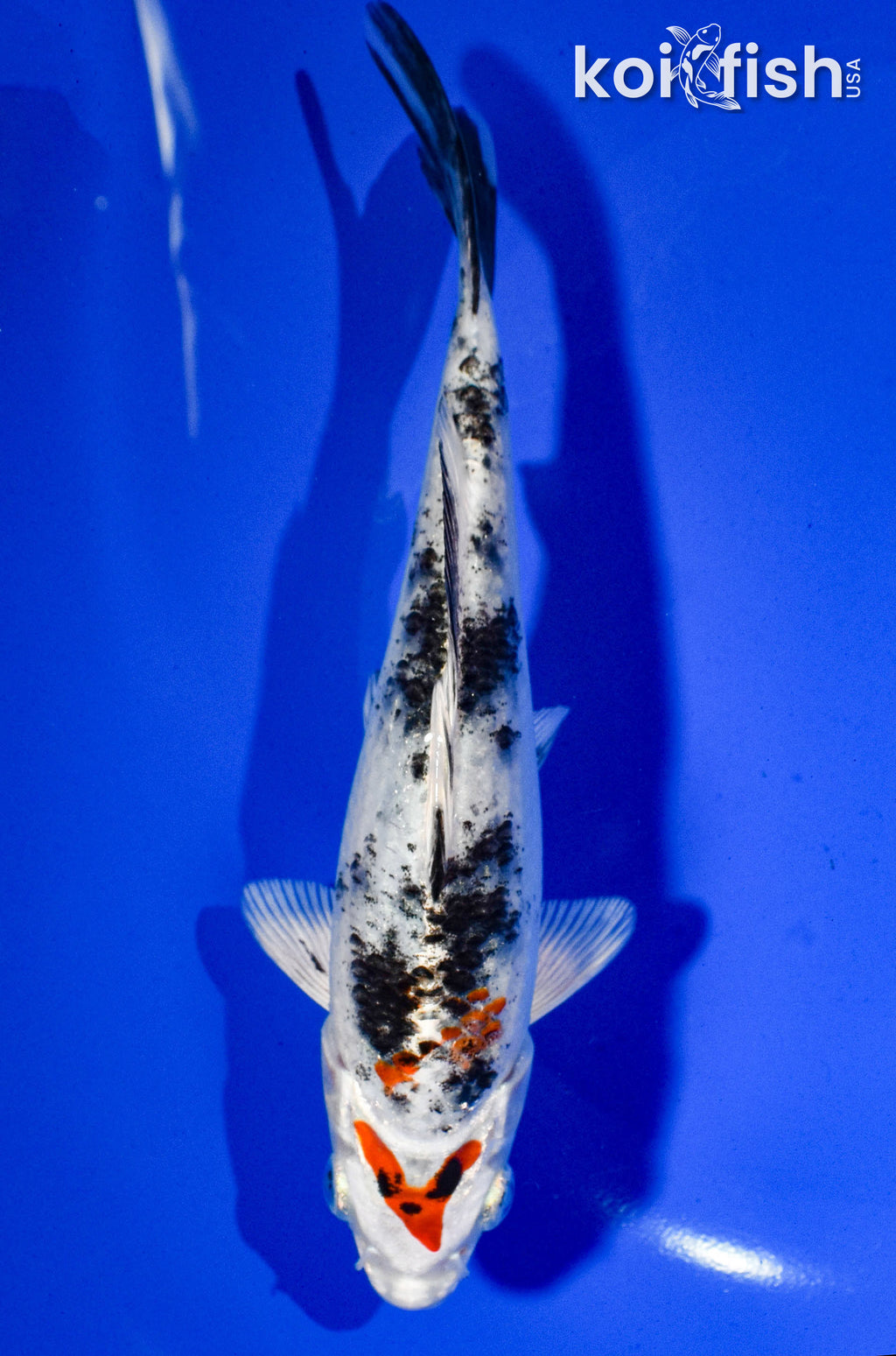 Shop Standard Fin Koi Fish for Sale Online | Koi Fish USA – Page 6