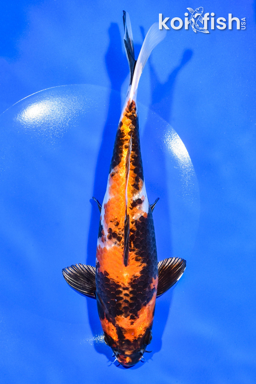 9.25" KIN SHOWA