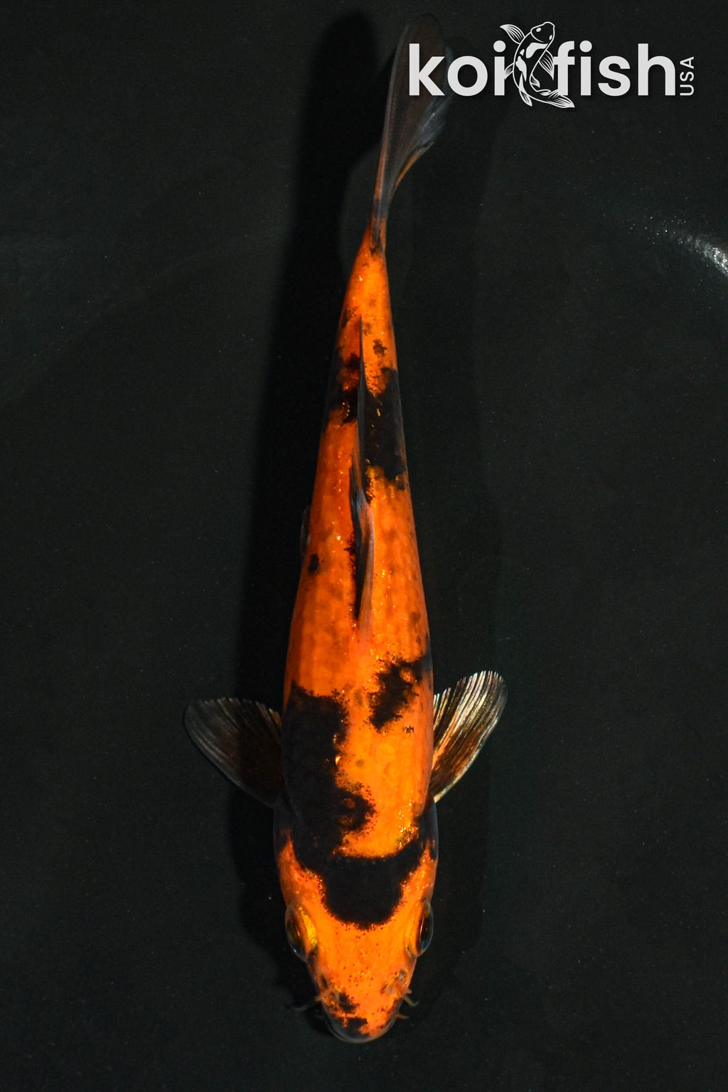 Standard Fin Koi Varieties | Premium Selections Available – Page 16