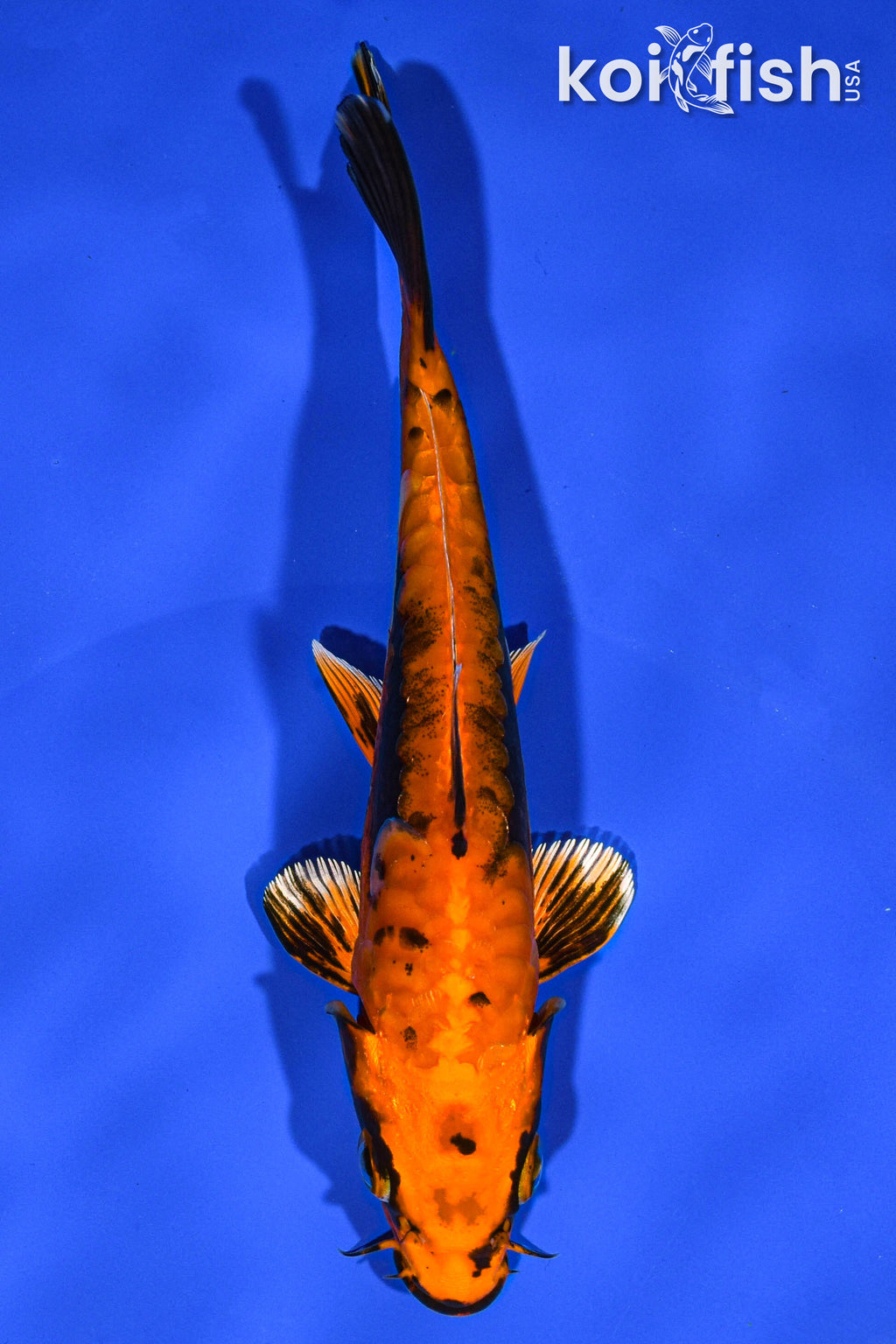 Shop Standard Fin Koi Fish for Sale Online | Koi Fish USA – Tagged ...