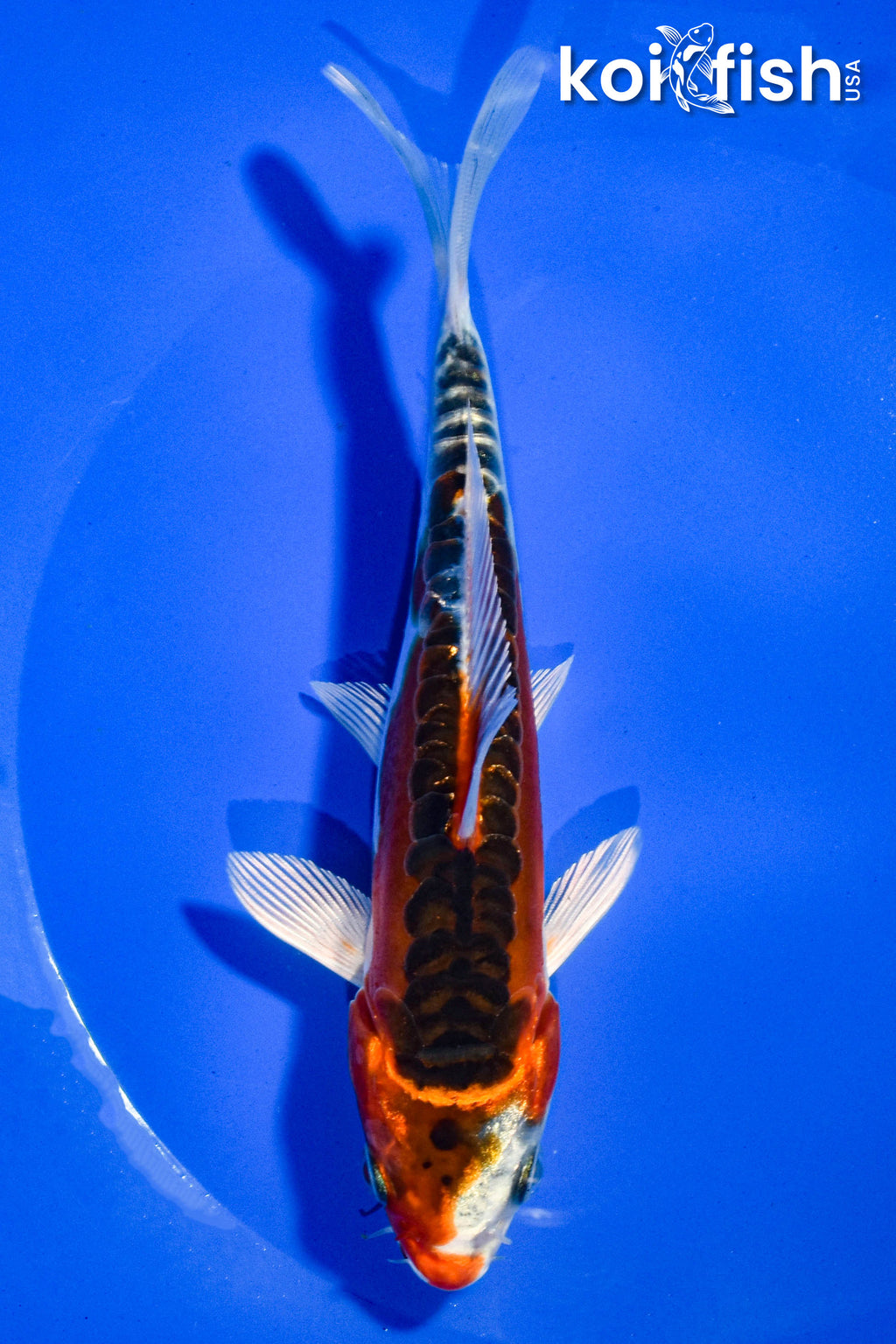 Shop Standard Fin Koi Fish for Sale Online | Koi Fish USA – Page 18