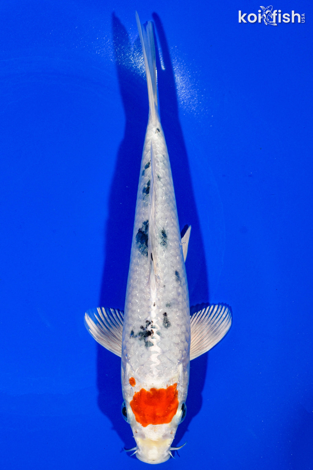 Shop Standard Fin Koi Fish for Sale Online | Koi Fish USA – Page 15
