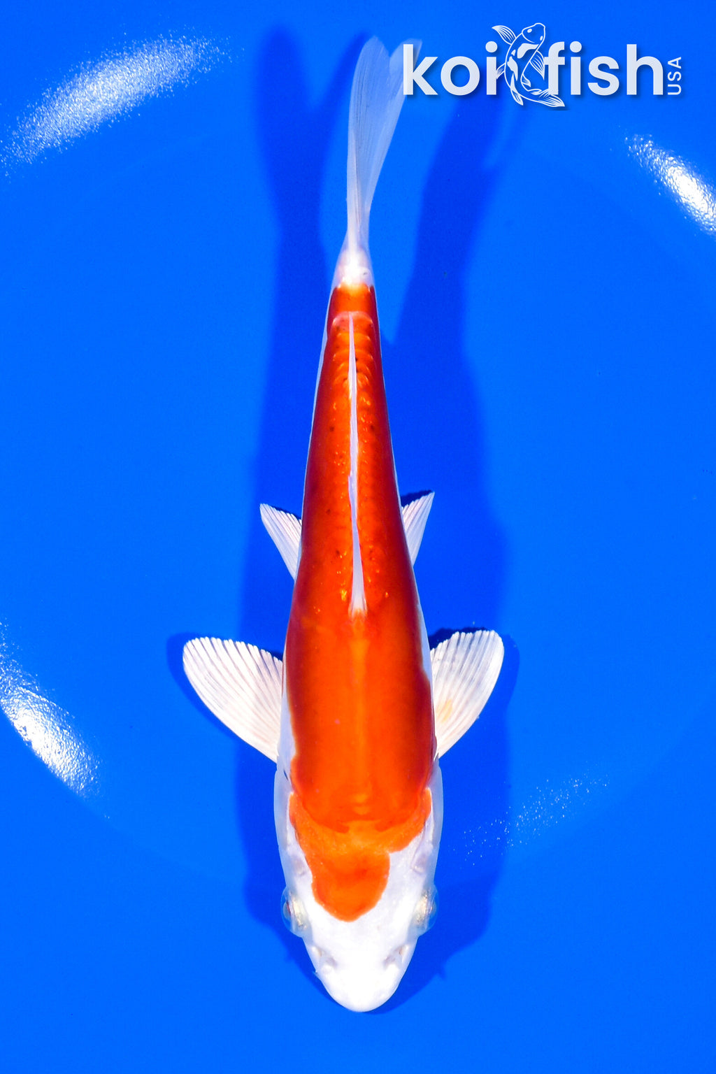 7" KIKUSUI