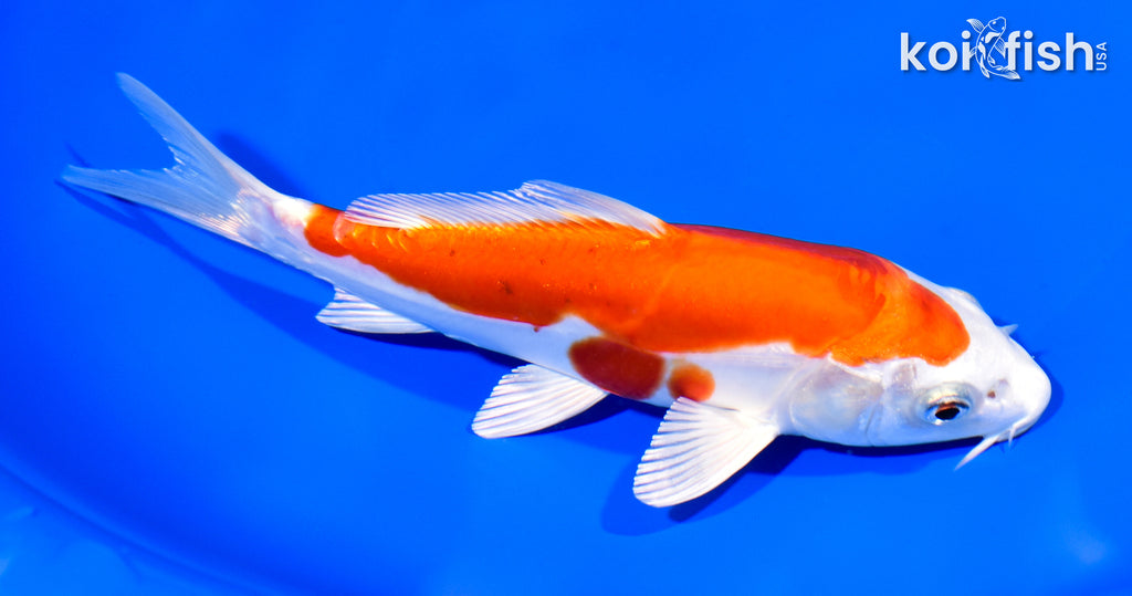 7" KIKUSUI