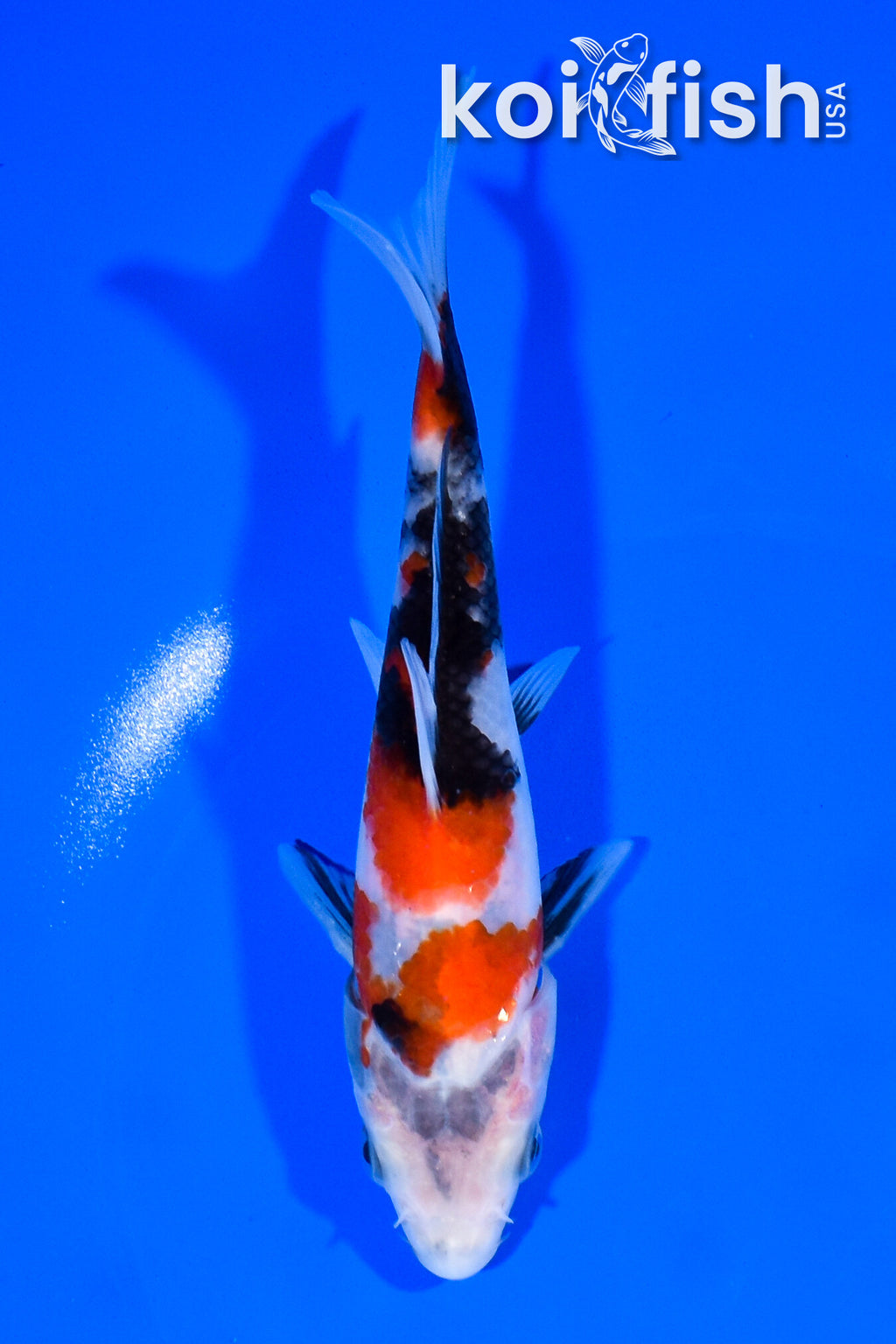 6.25" SHOWA