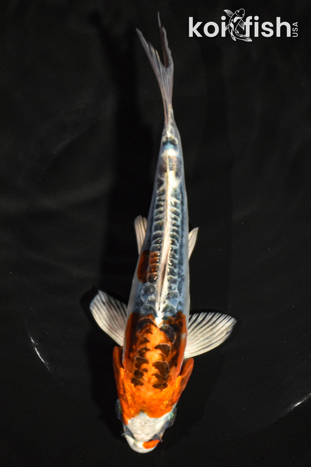 Shop Standard Fin Koi Fish for Sale Online | Koi Fish USA – Page 18