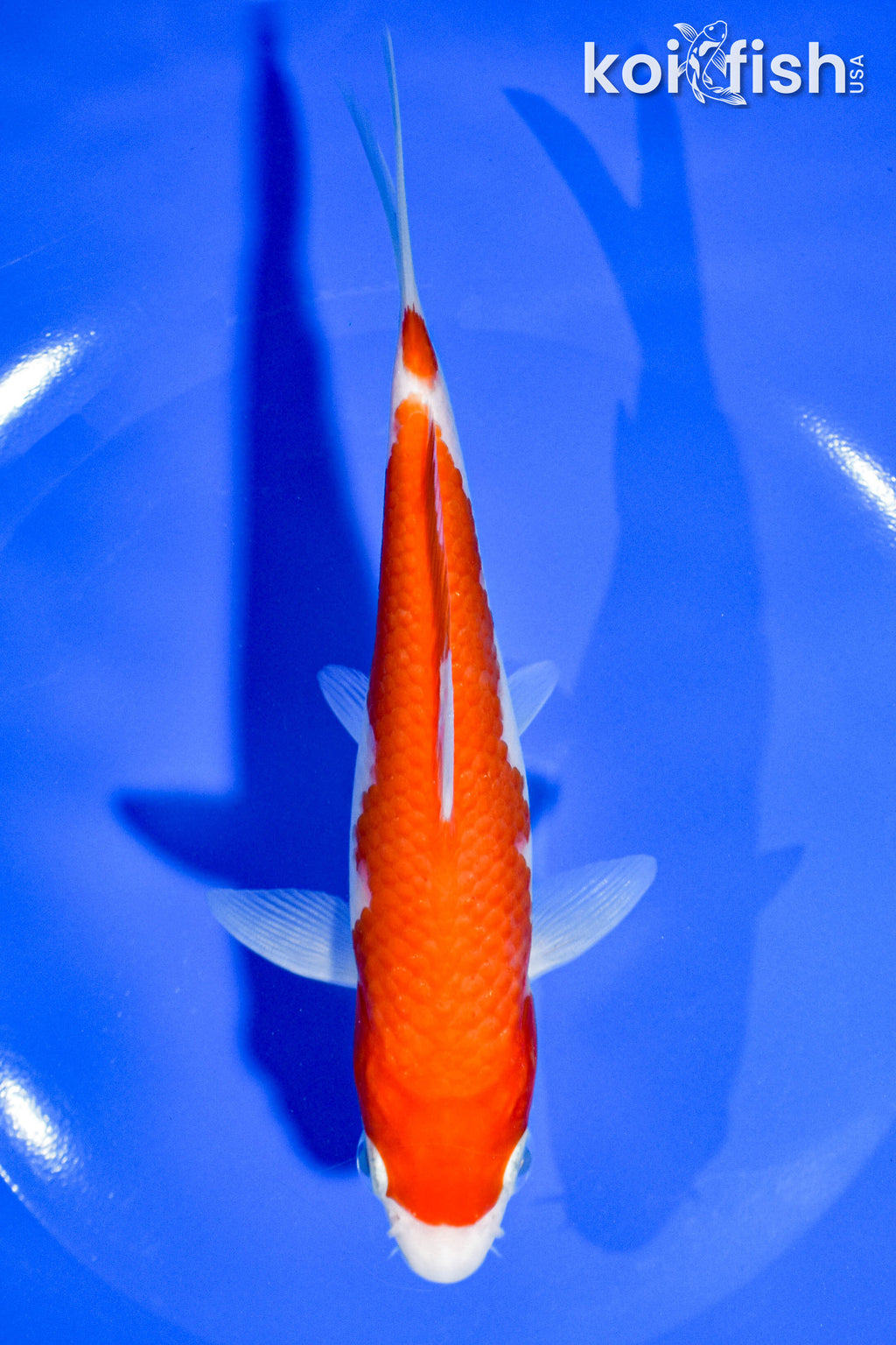 Shop Standard Fin Koi Fish for Sale Online | Koi Fish USA – Tagged ...