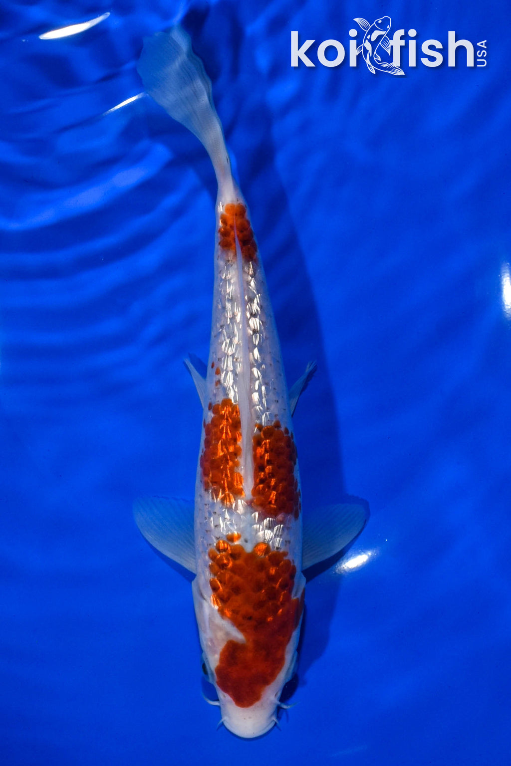 Order Premium Koi Fish Collection for Your Pond – Tagged "Color_Red"