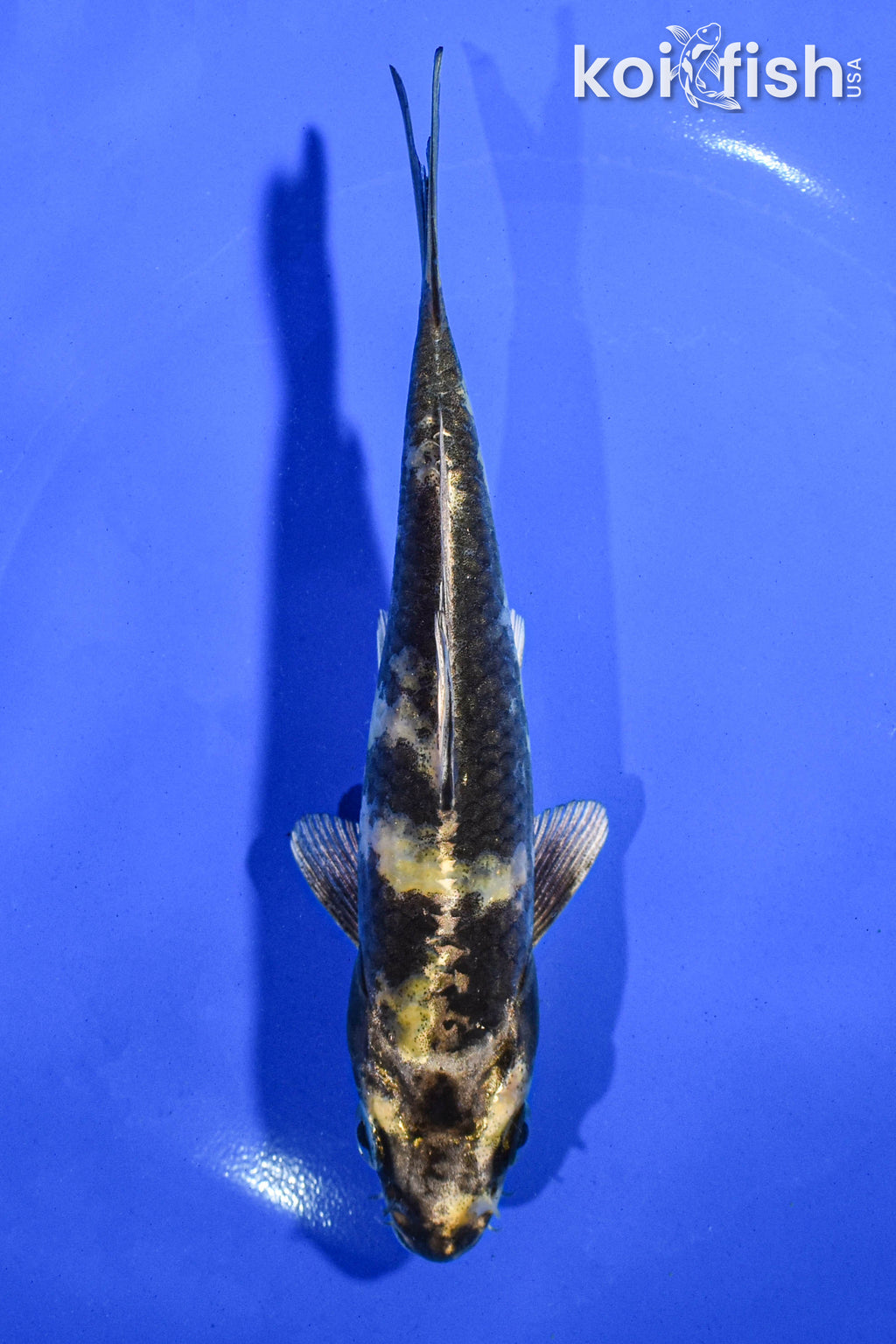 Shop Standard Fin Koi Fish for Sale Online | Koi Fish USA – Page 13