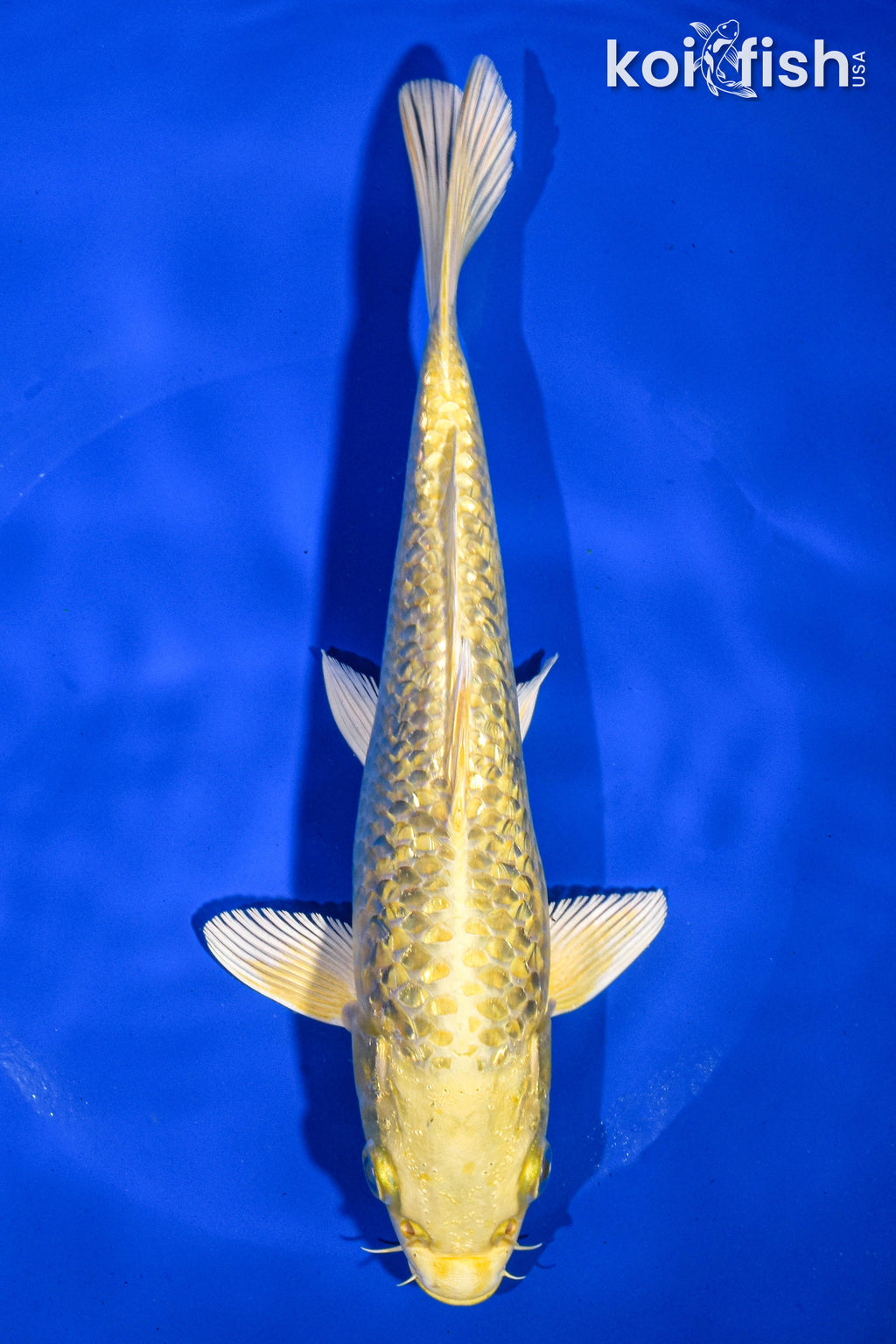 Shop Standard Fin Koi Fish for Sale Online | Koi Fish USA – Page 12
