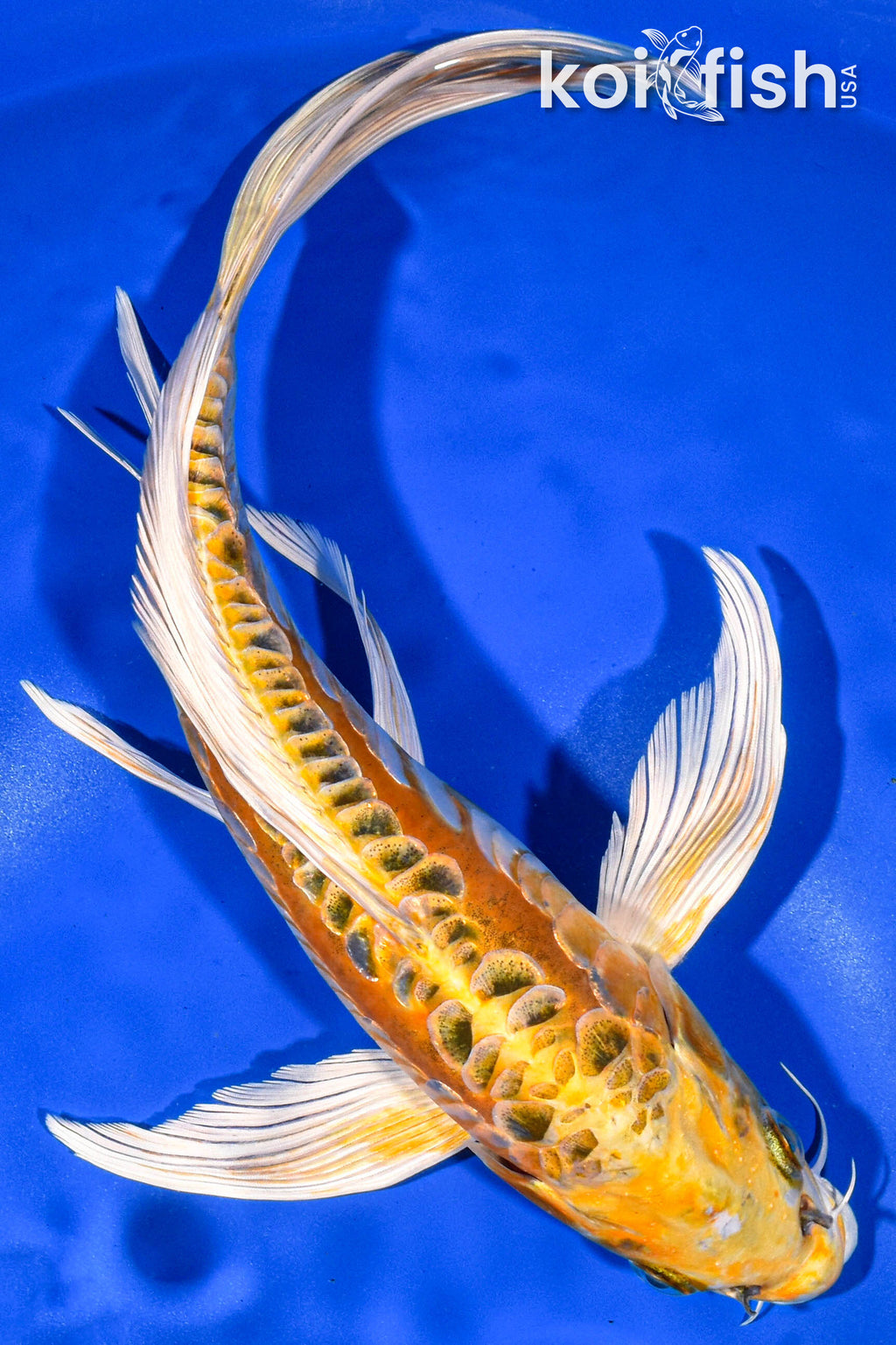 Butterfly Koi Fish Collection | Graceful Long-Finned Koi – Tagged ...