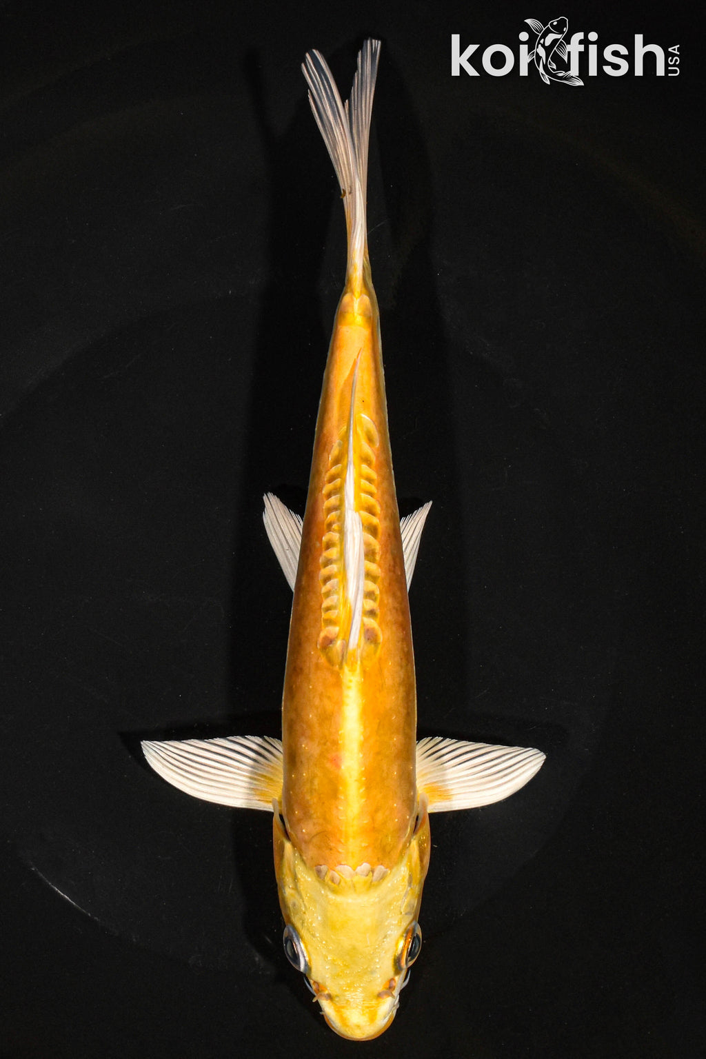Shop Standard Fin Koi Fish for Sale Online | Koi Fish USA – Tagged ...