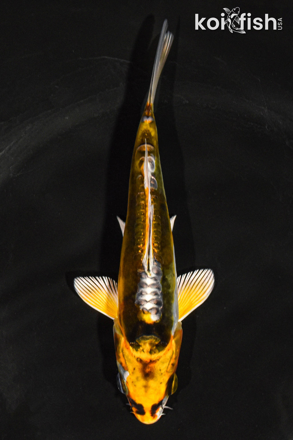 Shop Standard Fin Koi Fish for Sale Online | Koi Fish USA – Page 16