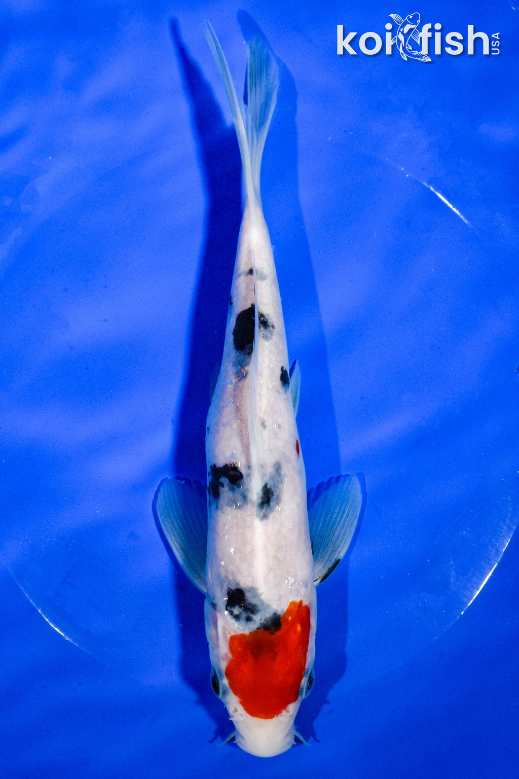 Shop Standard Fin Koi Fish for Sale Online | Koi Fish USA – Page 23