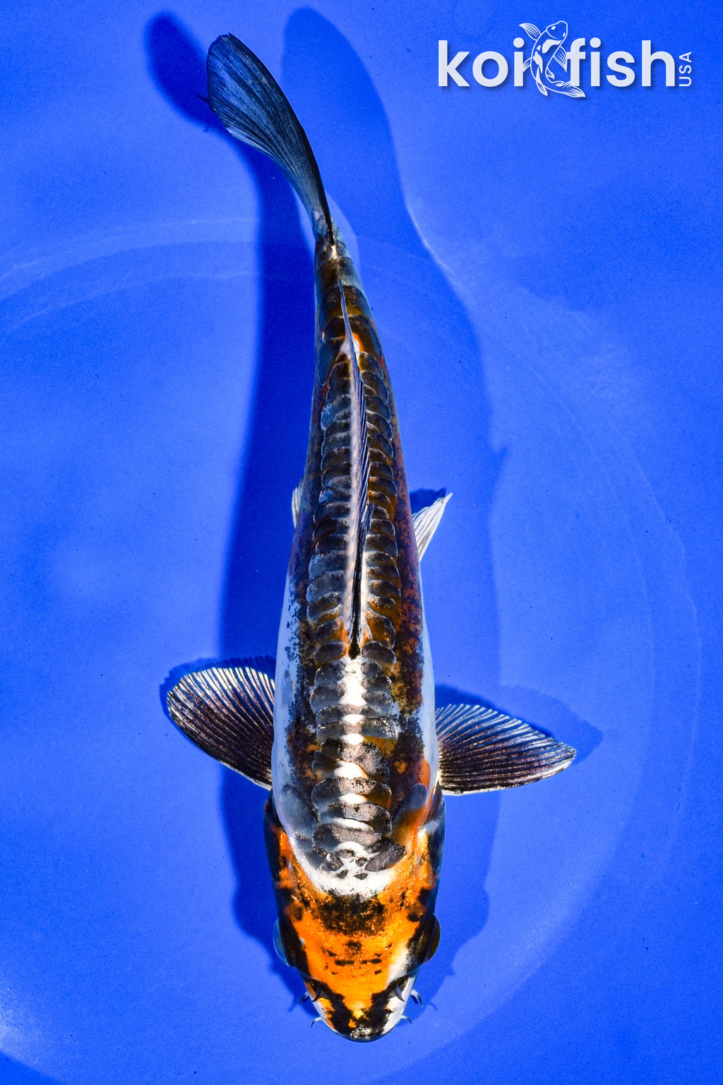 Shop Standard Fin Koi Fish for Sale Online | Koi Fish USA – Page 19