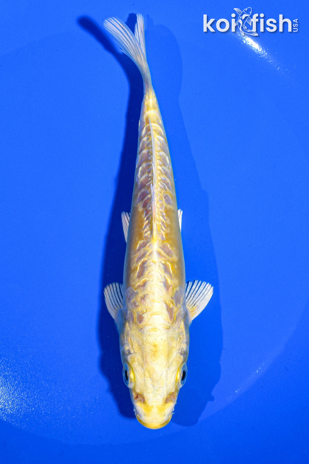Standard Fin Koi Varieties | Premium Selections Available – Tagged ...