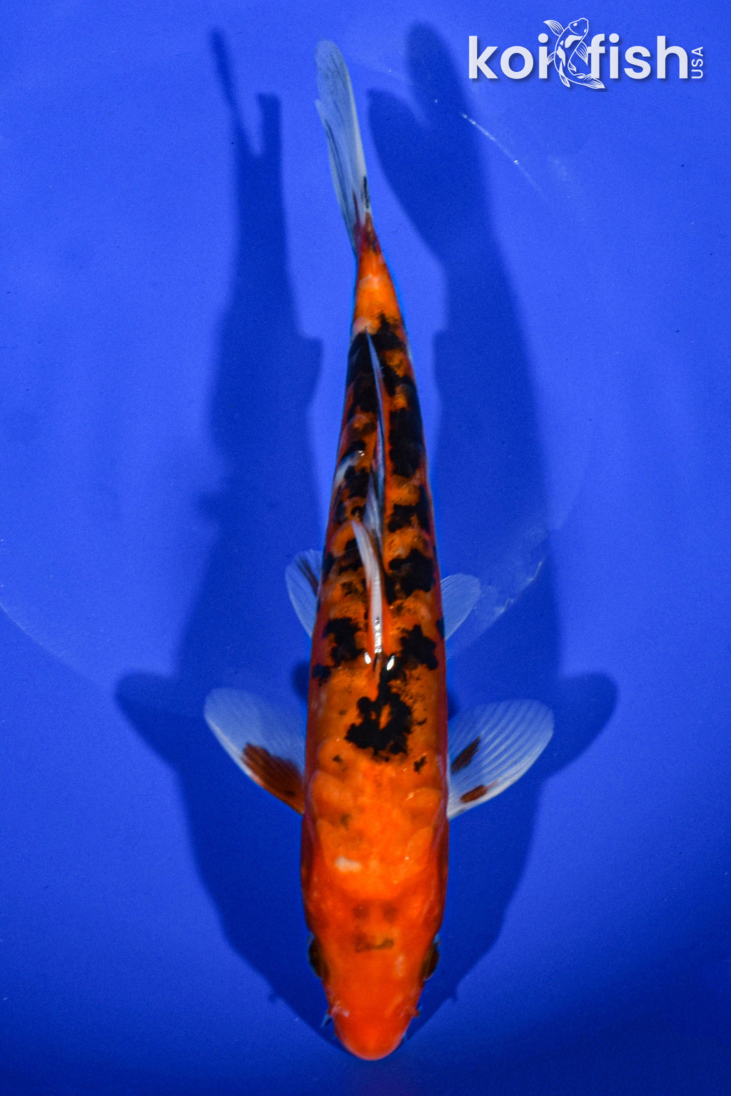 Shop Standard Fin Koi Fish for Sale Online | Koi Fish USA – Tagged ...