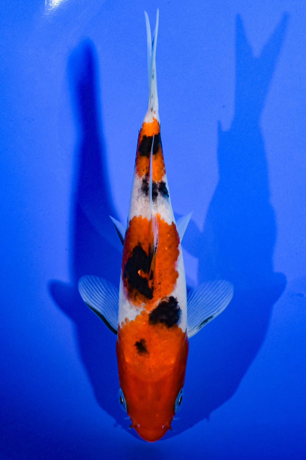 Shop Standard Fin Koi Fish for Sale Online | Koi Fish USA – Page 5