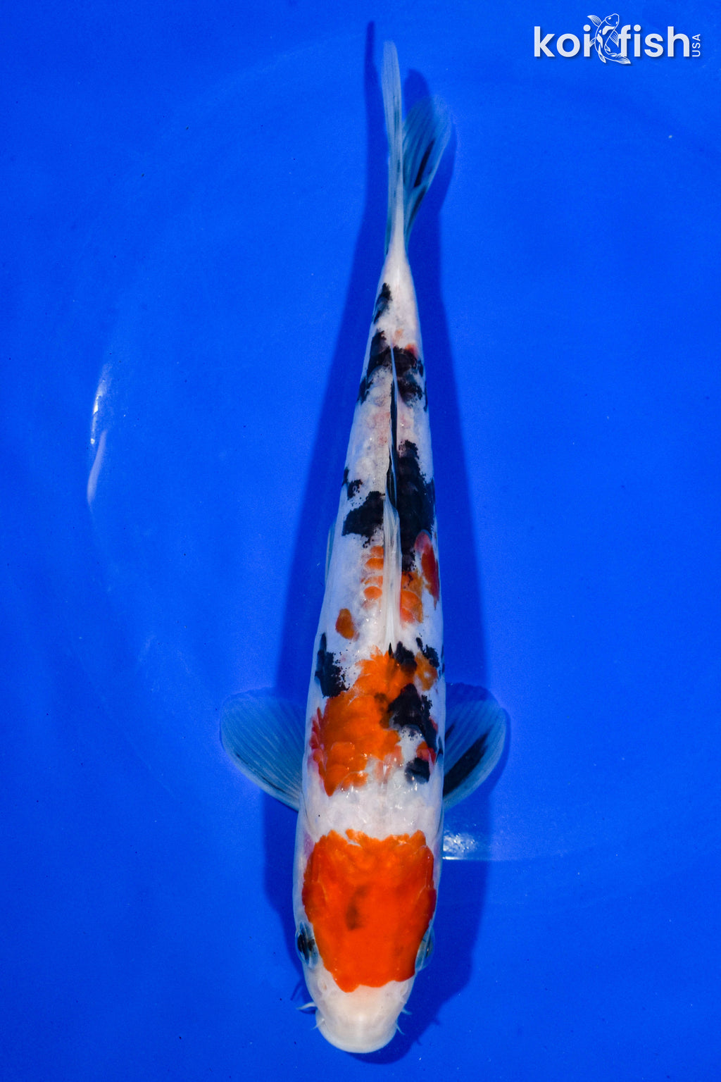 Shop Standard Fin Koi Fish for Sale Online | Koi Fish USA – Tagged ...