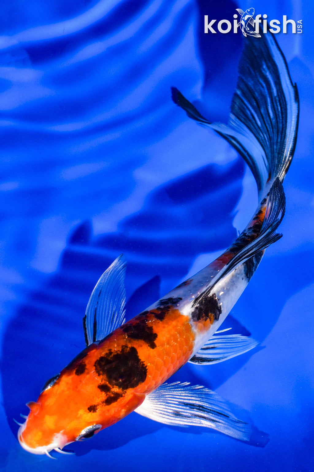 Butterfly Koi Fish Collection | Graceful Long-Finned Koi – Tagged ...