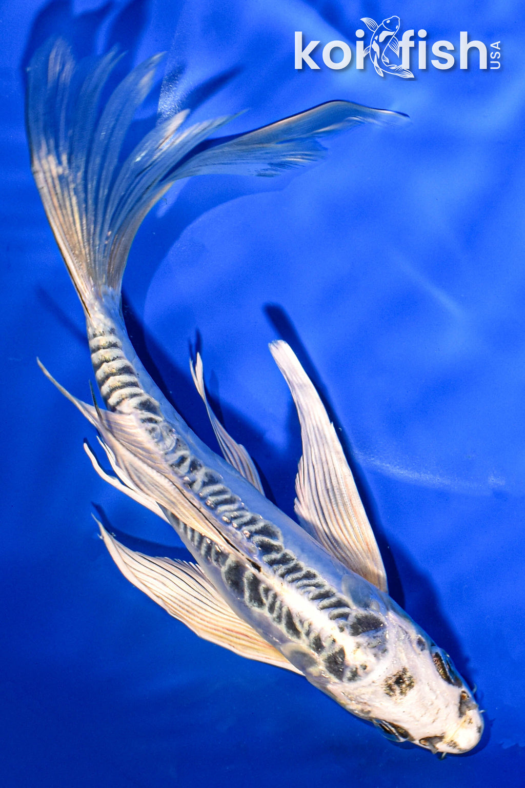 Matsuba Koi Collection - Distinctive Pine Cone Patterns