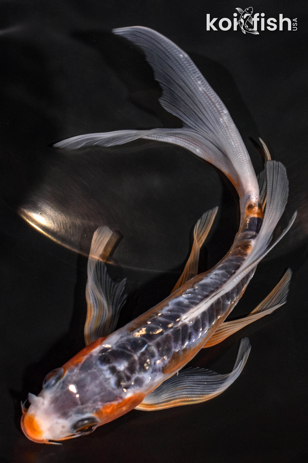 Butterfly Koi Fish Collection | Graceful Long-Finned Koi – Tagged ...