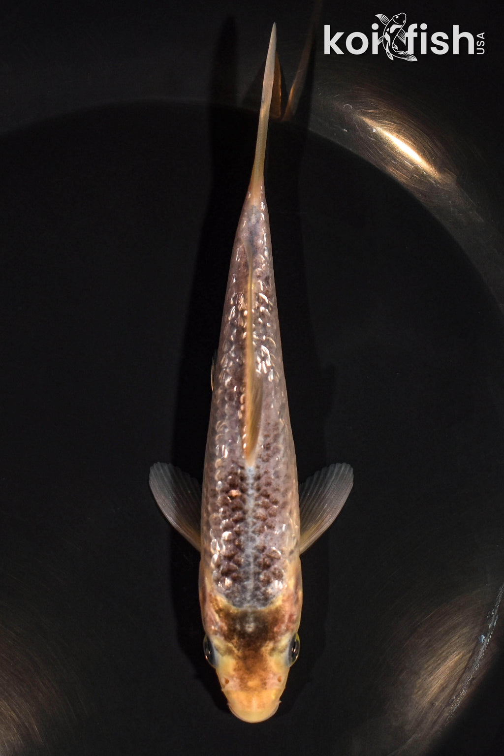 Enjoy Asagi Koi for Timeless Pond Beauty - Order Now!