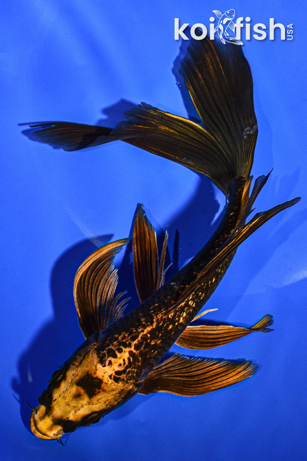 Butterfly Koi Fish Collection | Graceful Long-Finned Koi – Tagged ...