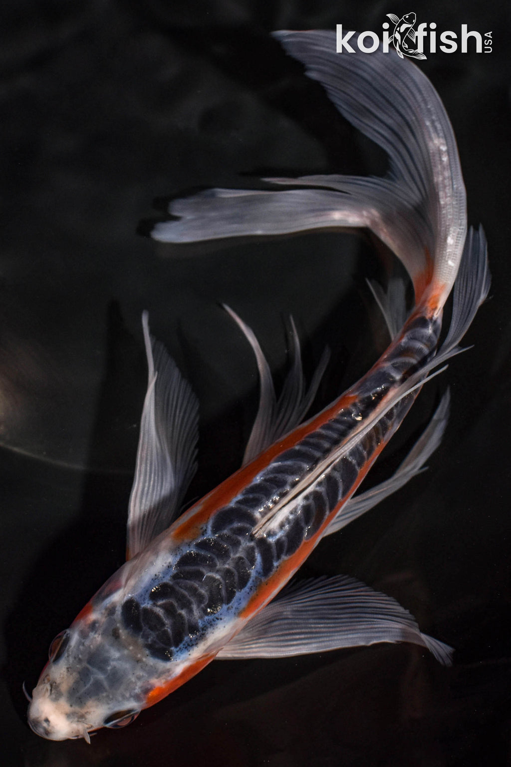Butterfly Koi Fish Collection | Graceful Long-Finned Koi – Tagged ...